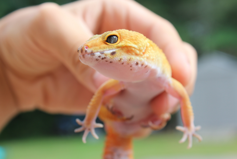 Male vs Female Leopard Gecko: Understanding the Differences Male vs Female Leopard Gecko: Understanding the Differences