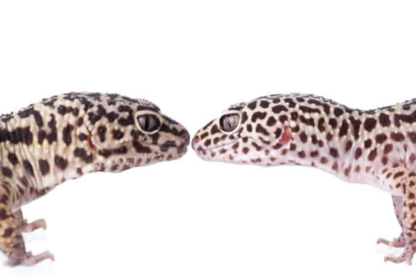 Male vs Female Leopard Gecko: Understanding the Differences Male vs Female Leopard Gecko: Understanding the Differences